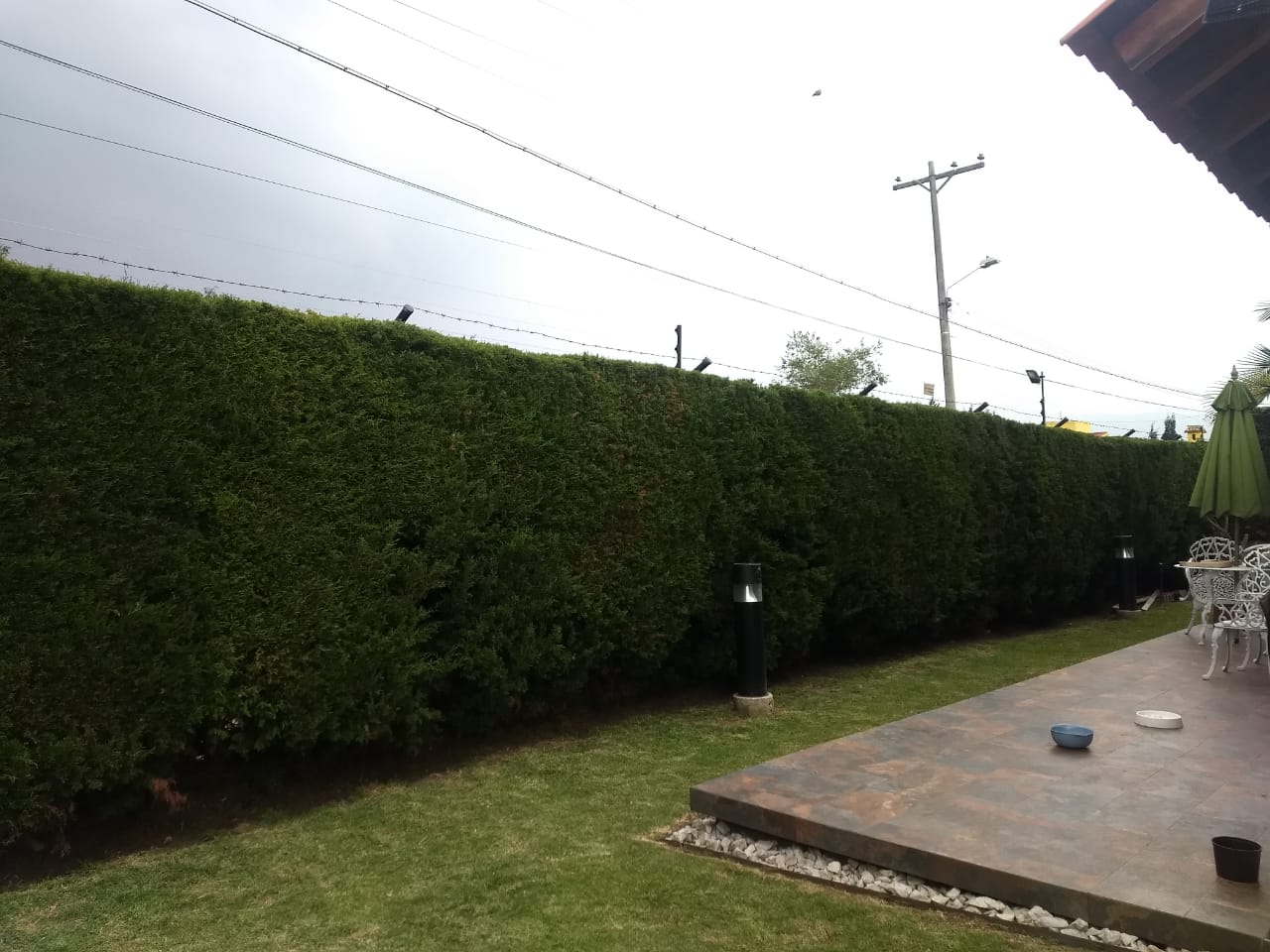 ¿Sabes que es un seto? - Promaapsy S.A.S