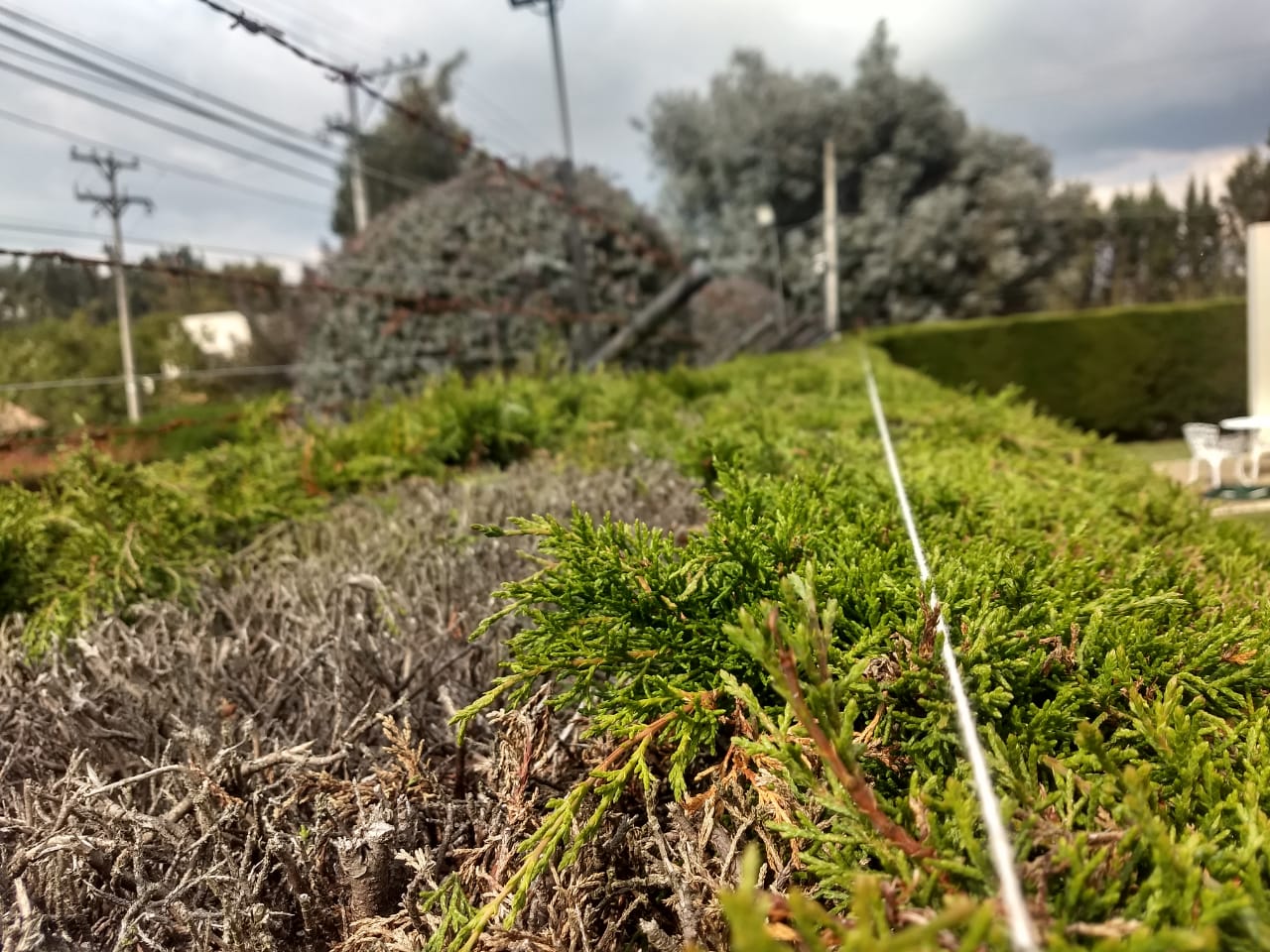 ¿Sabes que es un seto? - Promaapsy S.A.S