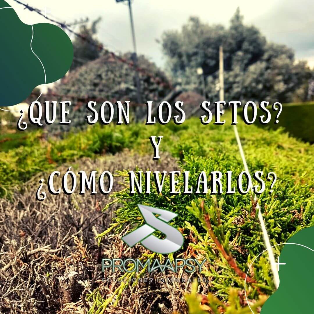 ¿Sabes que es un seto? - Promaapsy S.A.S