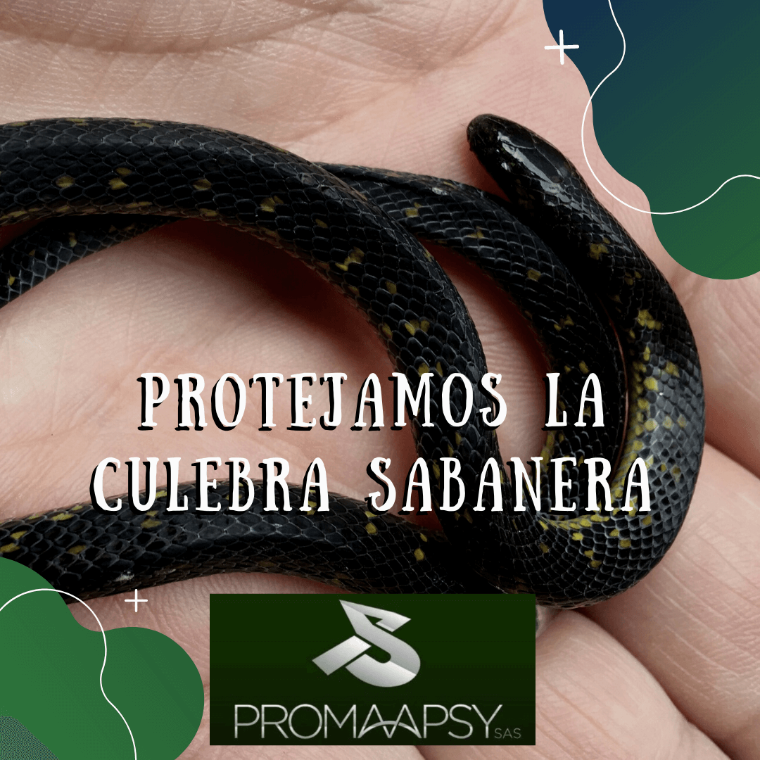 Protejamos la Culebra Sabanera - Promaapsy S.A.S