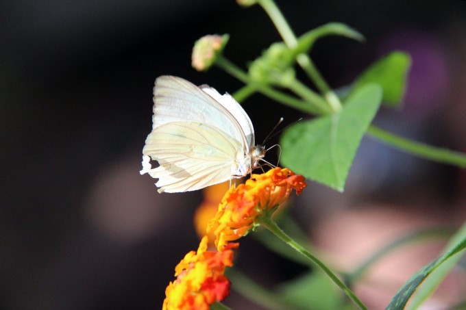Mariposas Blancas En El Jardín